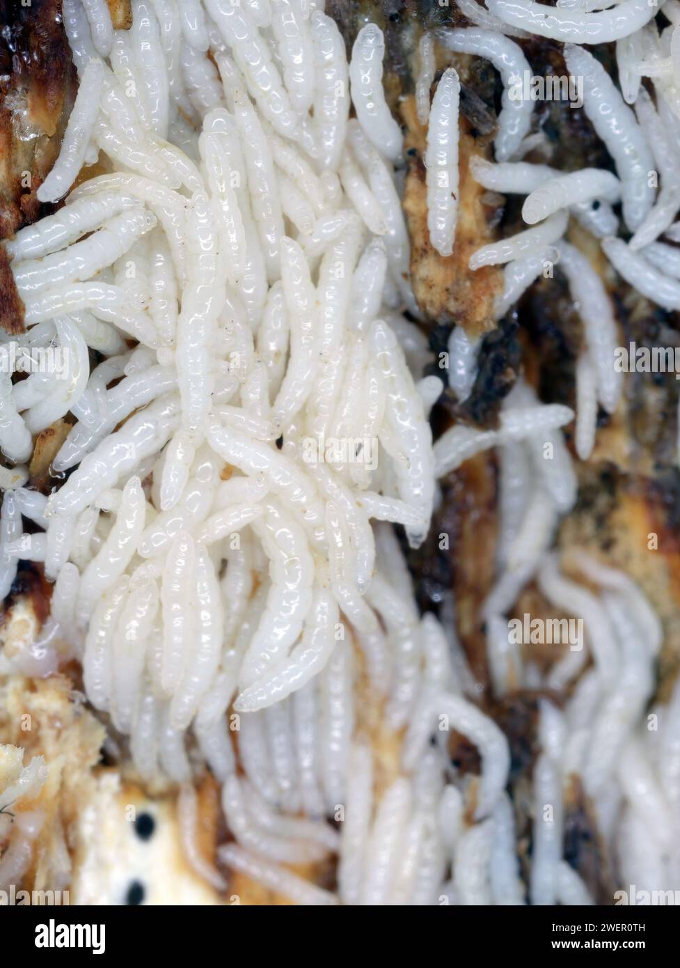 Lots of fly larvae (Dipera) under the bark of a dead tree ...