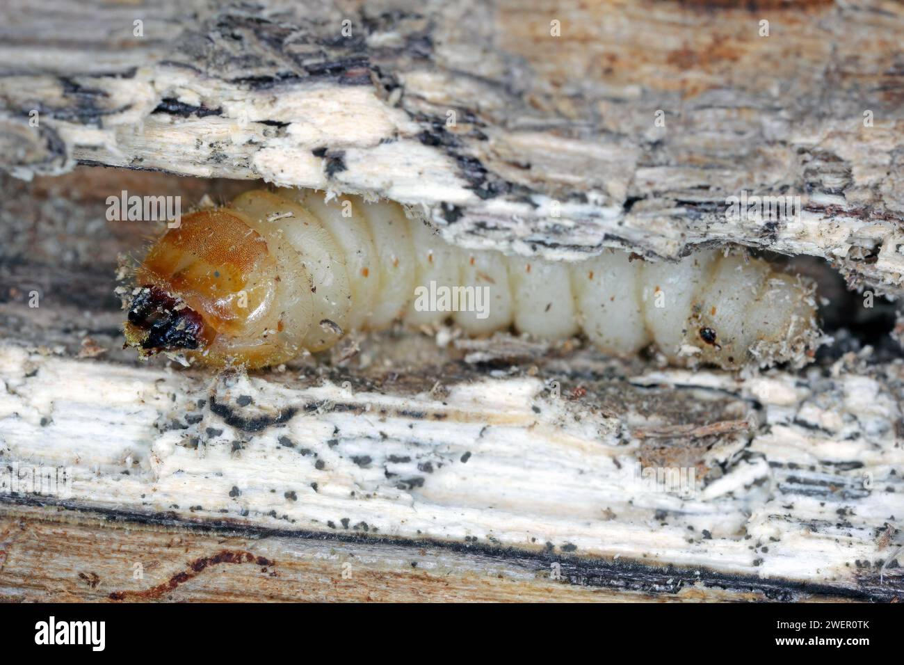 Larva of the beetle from family Cerambycidae (longhorn beetles Stock ...