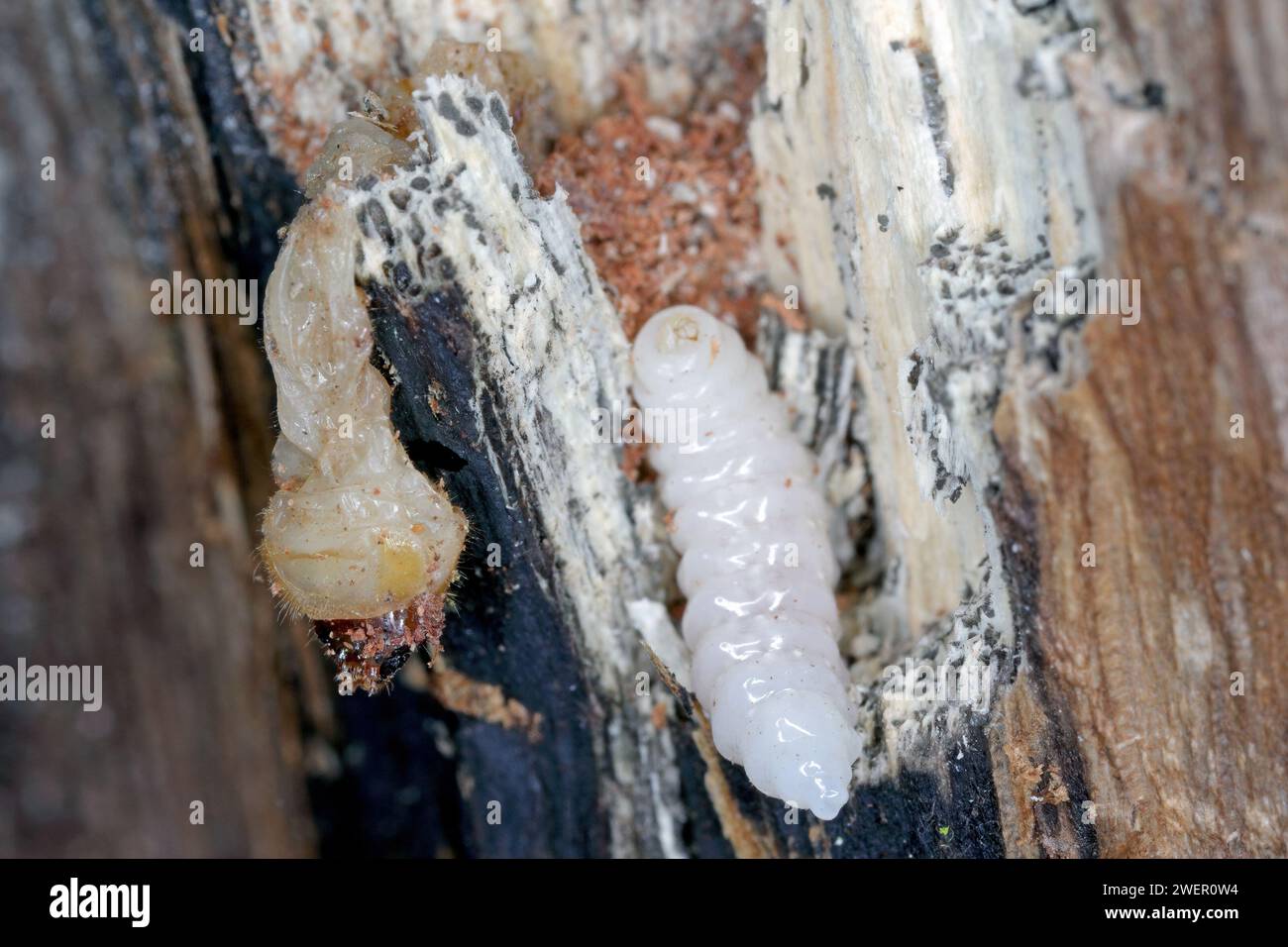Wasp beetle larvae hi-res stock photography and images - Alamy