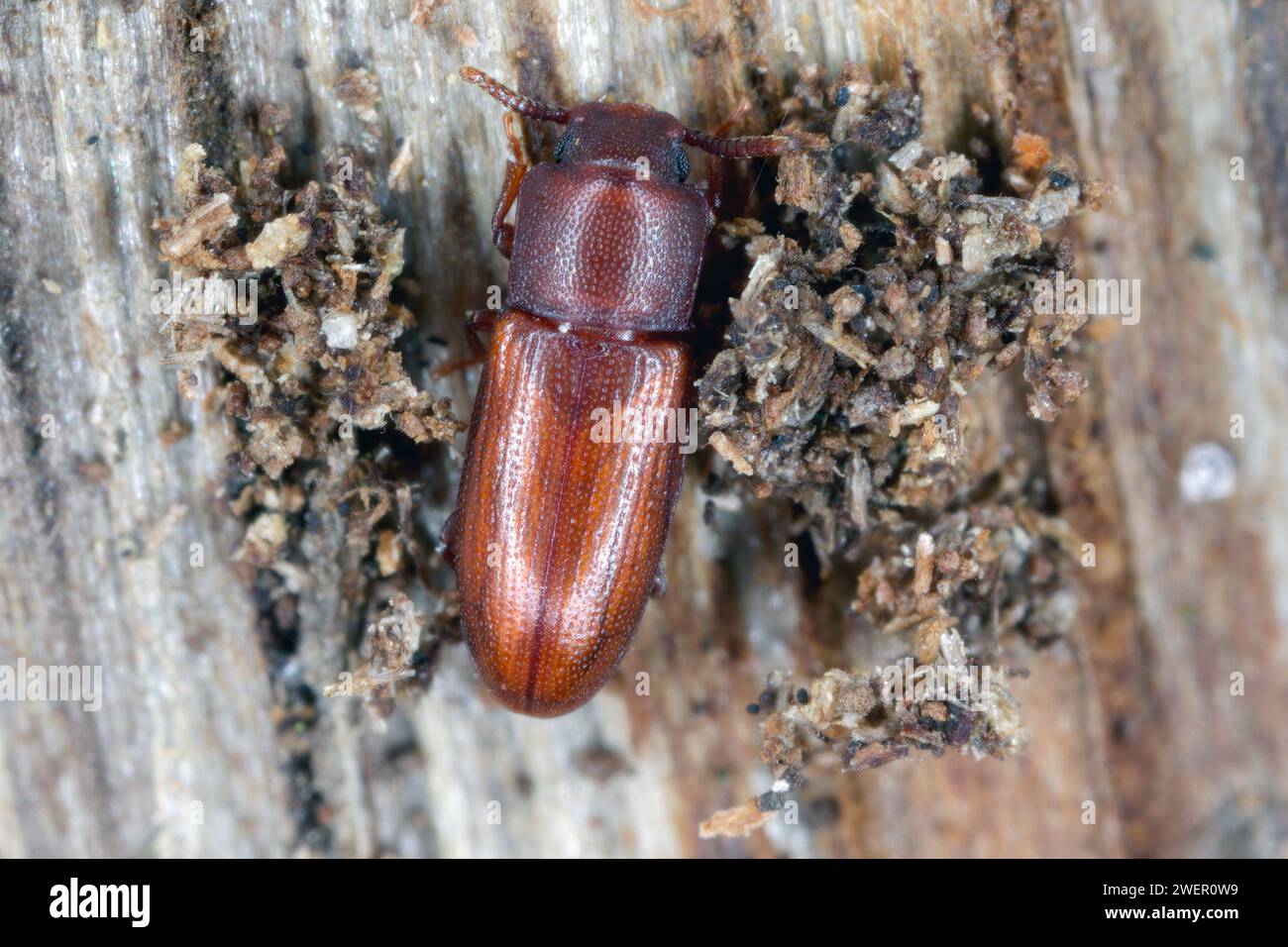 Wood species hi-res stock photography and images - Alamy