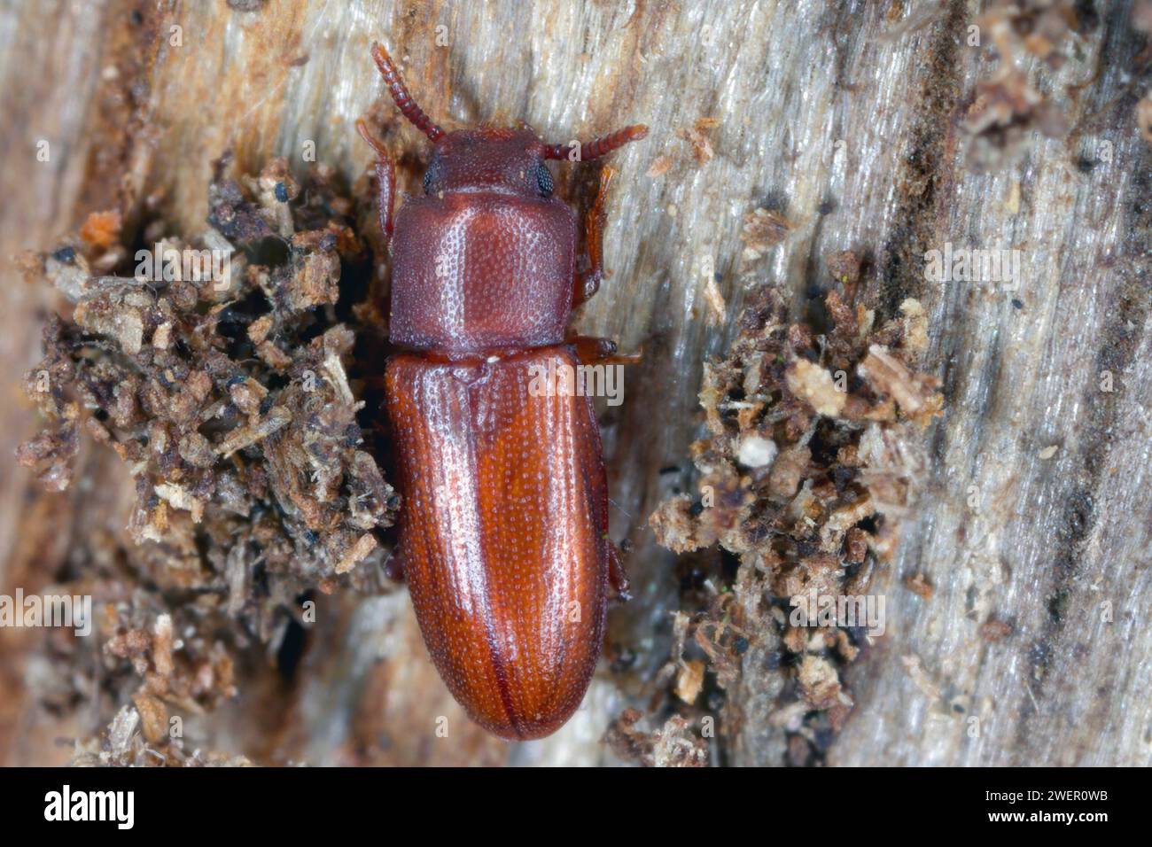 Depressed Beetle - Palorus sp. found under the bark of dead, decaying ...