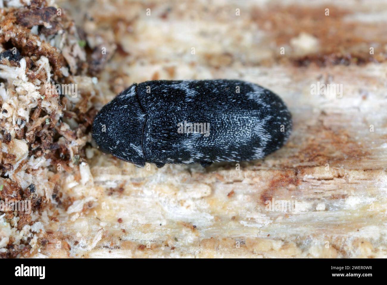 Beetle, Dermestidae, Megatoma undata on fir wood, macro photo Stock ...