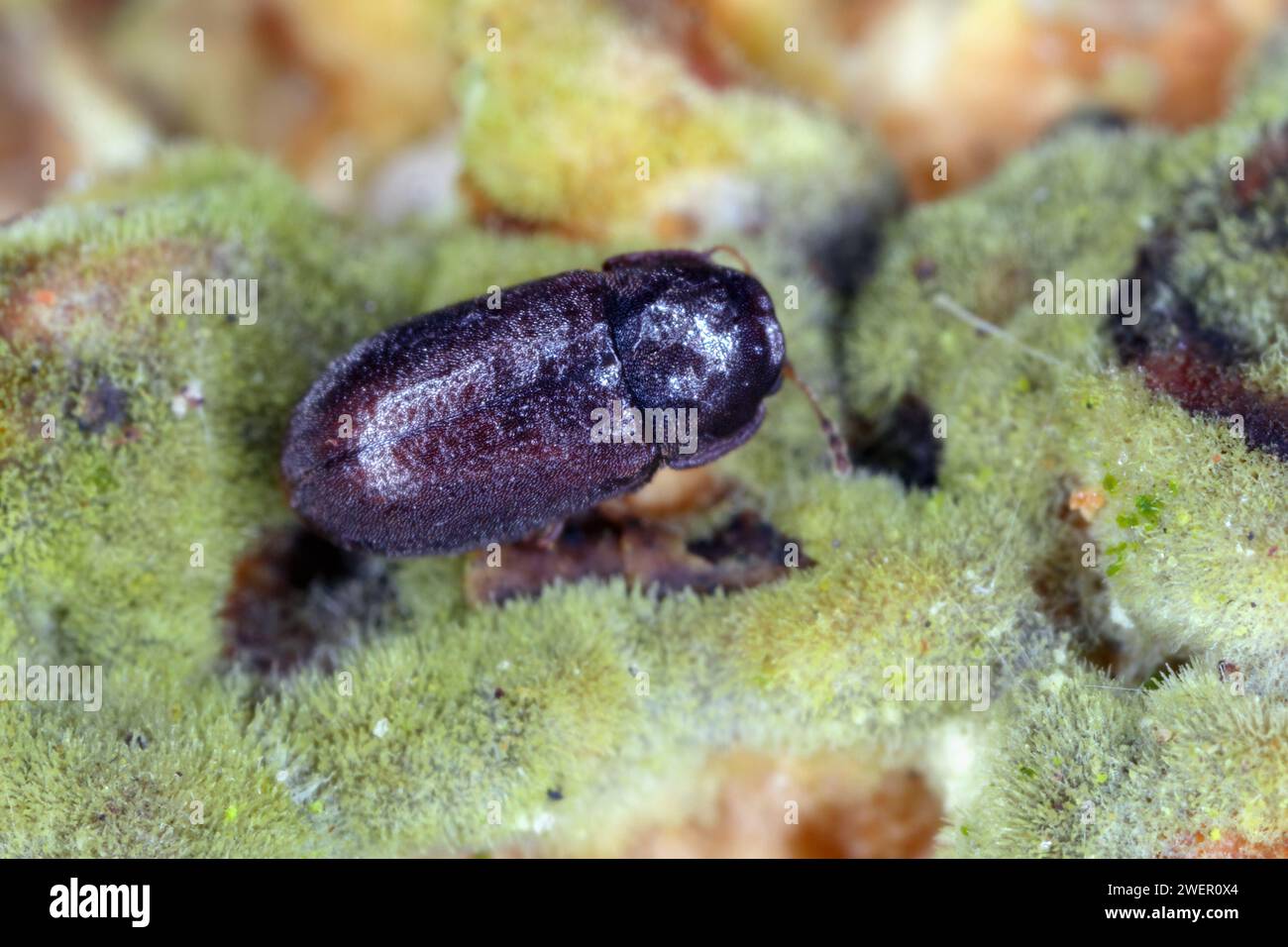 Cis boleti beetle within bracket fungus. Minute tree-fungus beetles ...