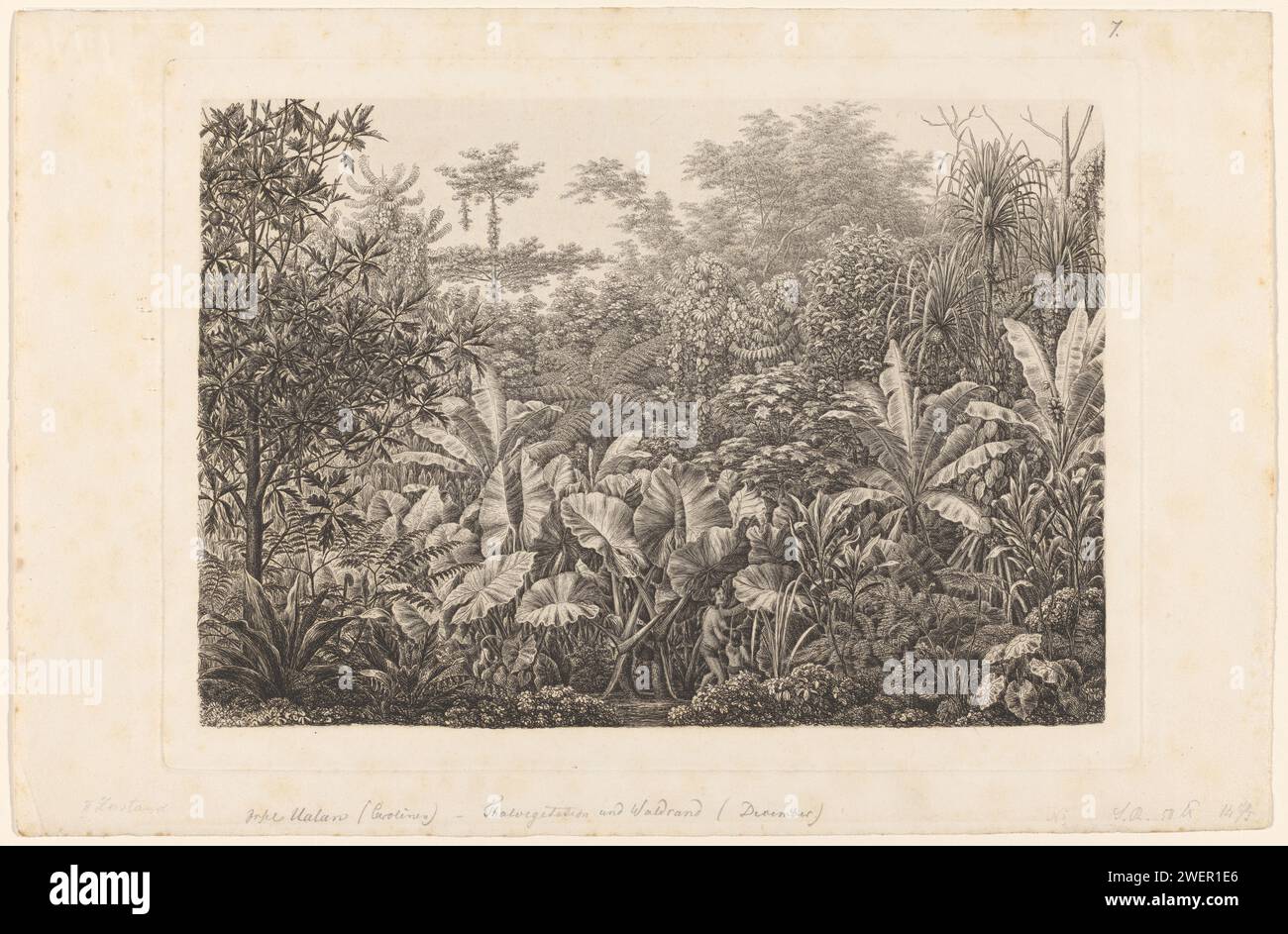 Friedrich heinrich kittlitz hi-res stock photography and images - Alamy