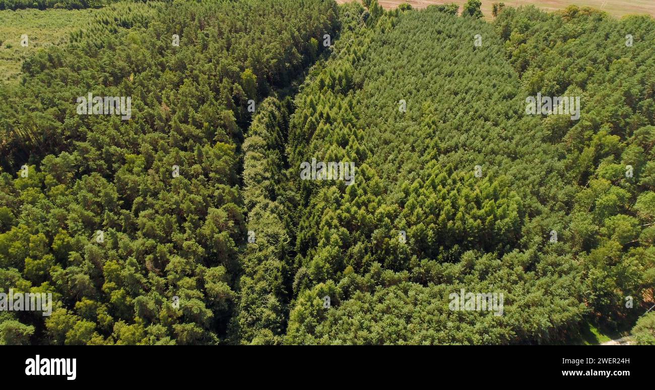 aerial view of forest woods Stock Photo - Alamy