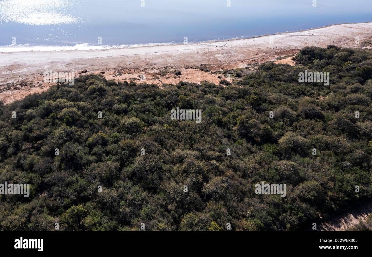Pampas forest, Calden tree, Prosopis Caldenia, endemic species in La ...