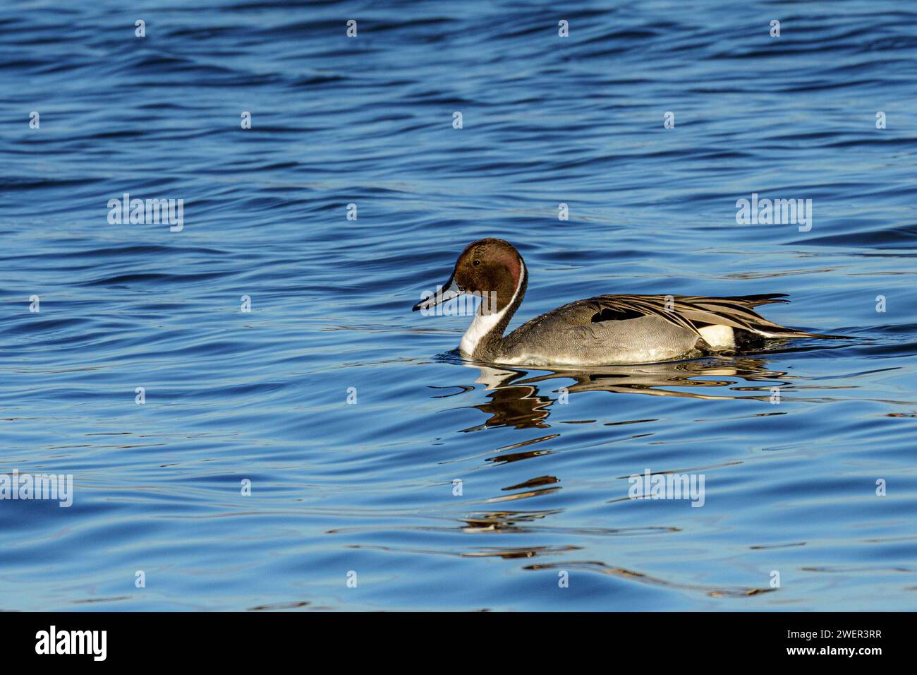 A serene duck afloat in calm blue waters, gazing curiously Stock Photo ...