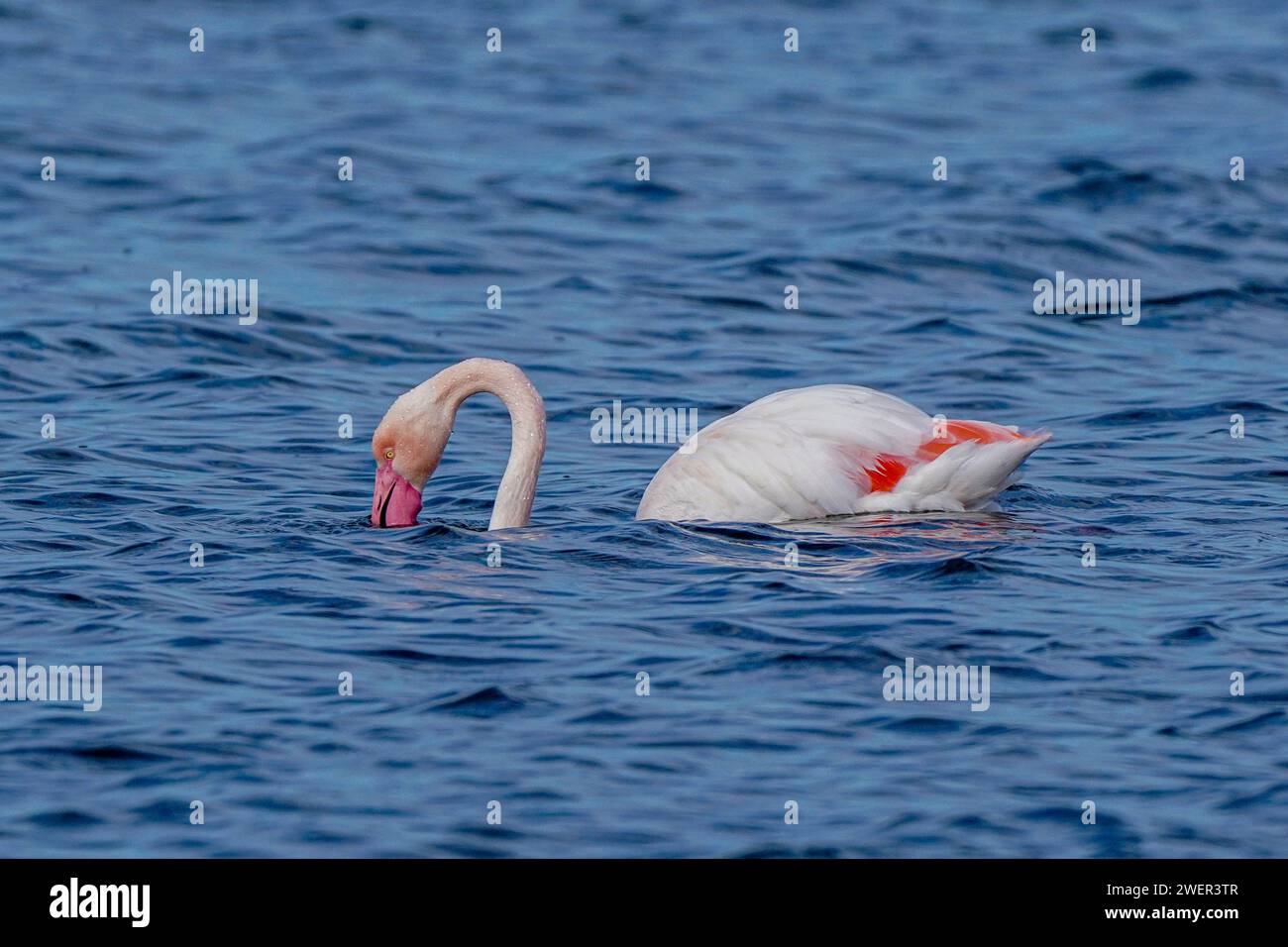 Two swans gracefully glide on the ocean's surface, as one lovingly ...
