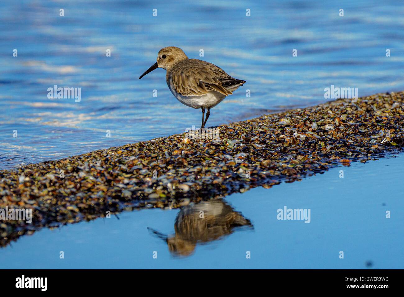 A small brown bird standing near water on gravel in shallow area Stock ...