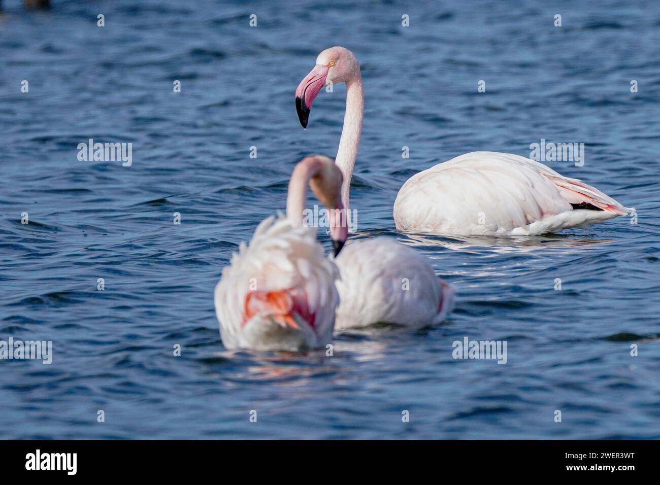 Two pink flamingos gracefully swimming in the water with a boat in the ...