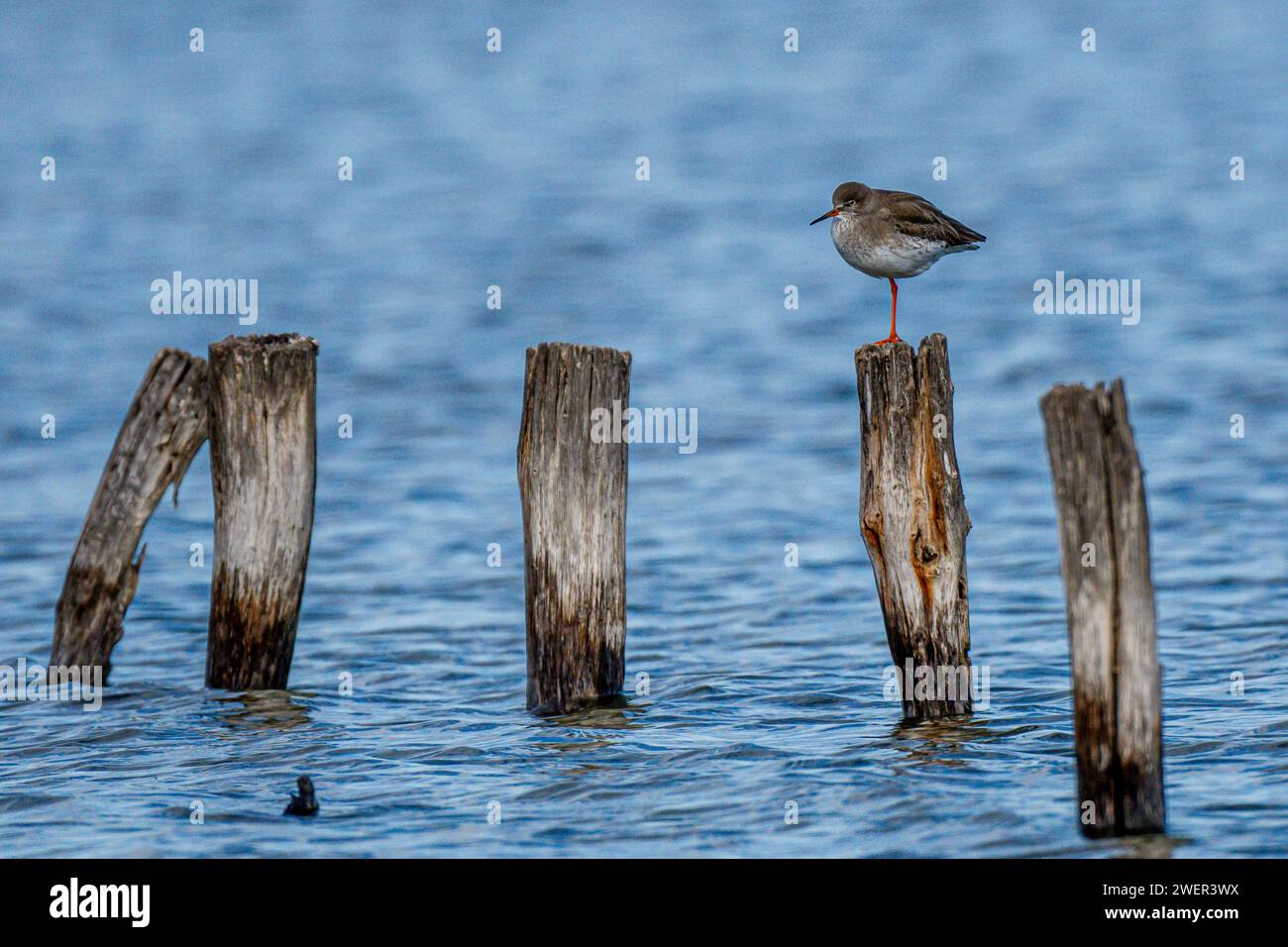 Log pile wildlife habitat hi-res stock photography and images - Alamy
