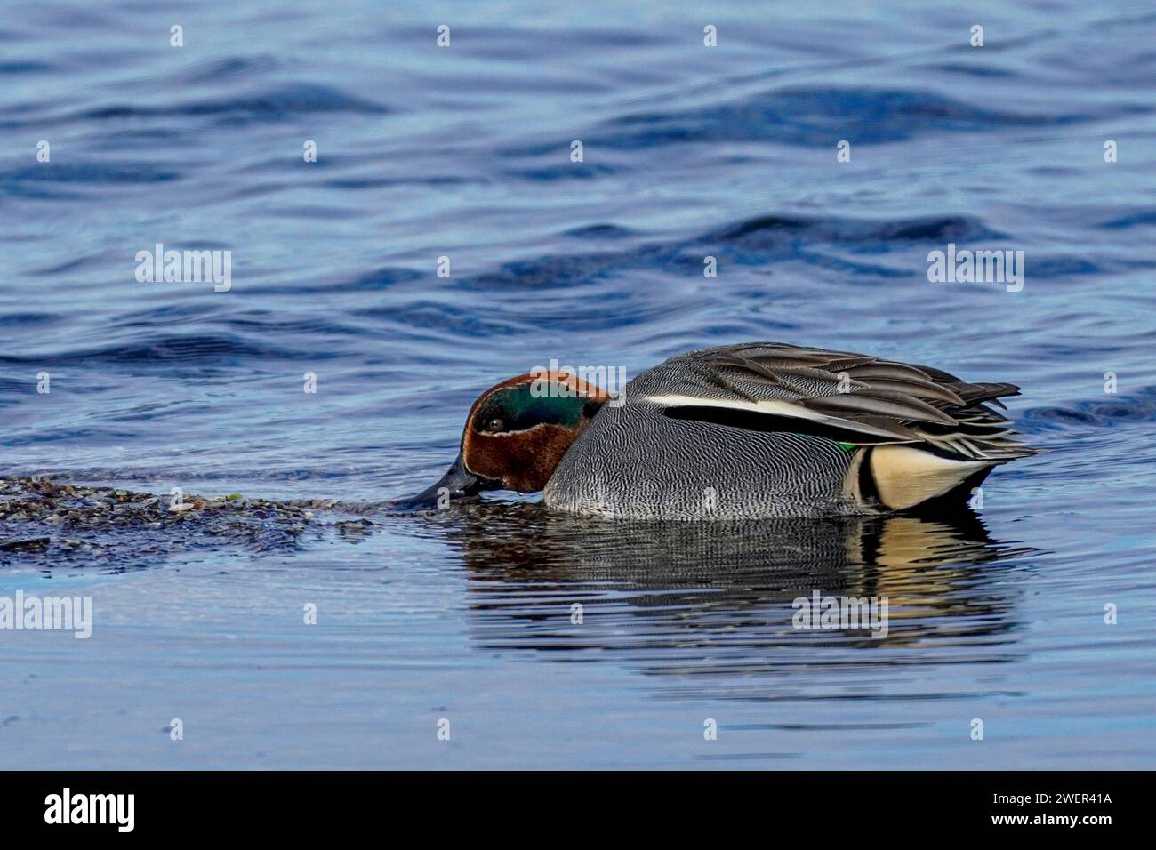 A duck gracefully glides in water, accompanied by a fish Stock Photo ...