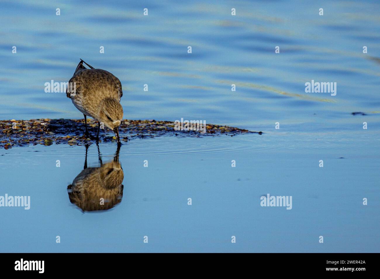 A bird searching for food in water Stock Photo - Alamy