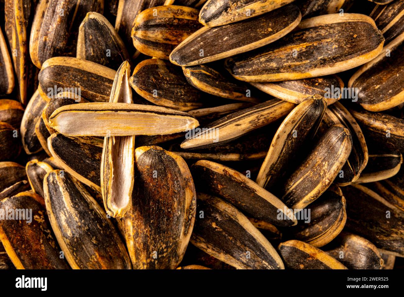 Macro still life of Striped Sunflower seeds. High resolution natural ...
