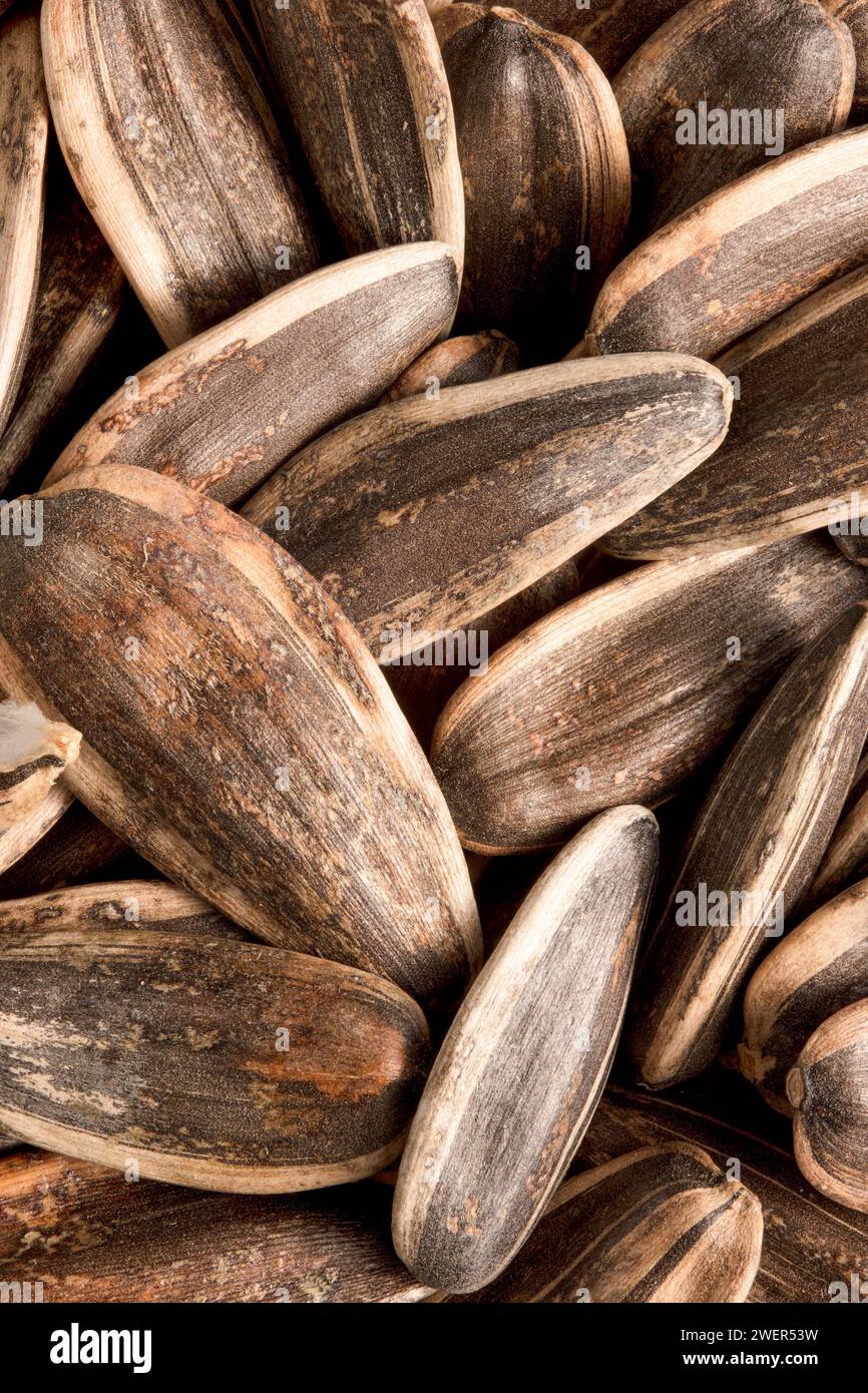 Macro still life of Striped Sunflower seeds. High resolution natural ...