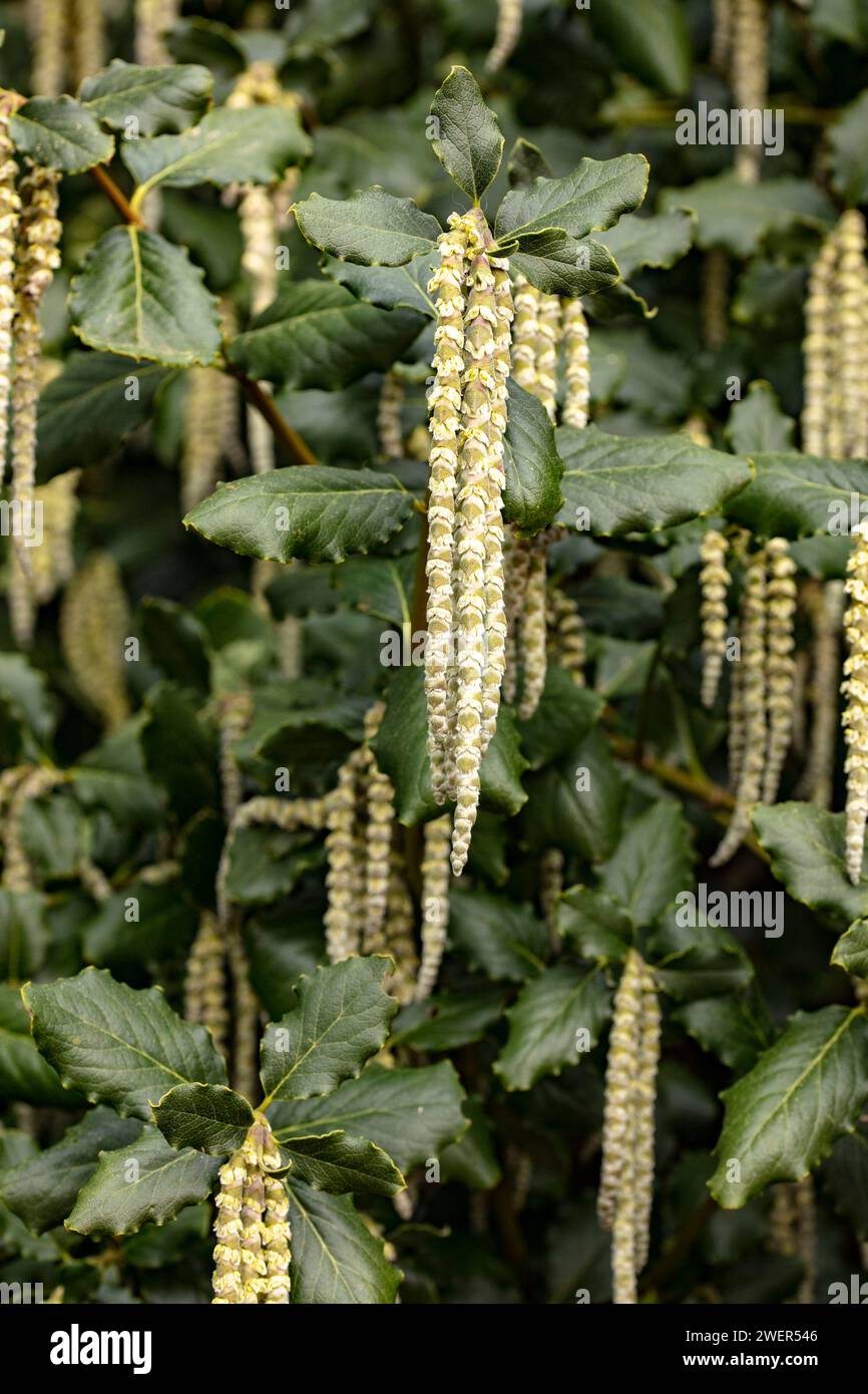 Dangling Garrya elliptica 'James Roof’, silk tassel 'James Roof ...