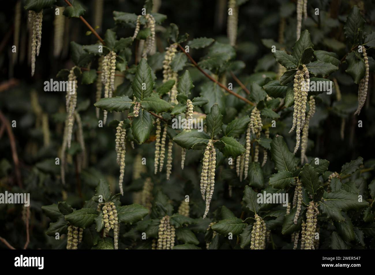 Dangling Garrya elliptica 'James Roof’, silk tassel 'James Roof ...