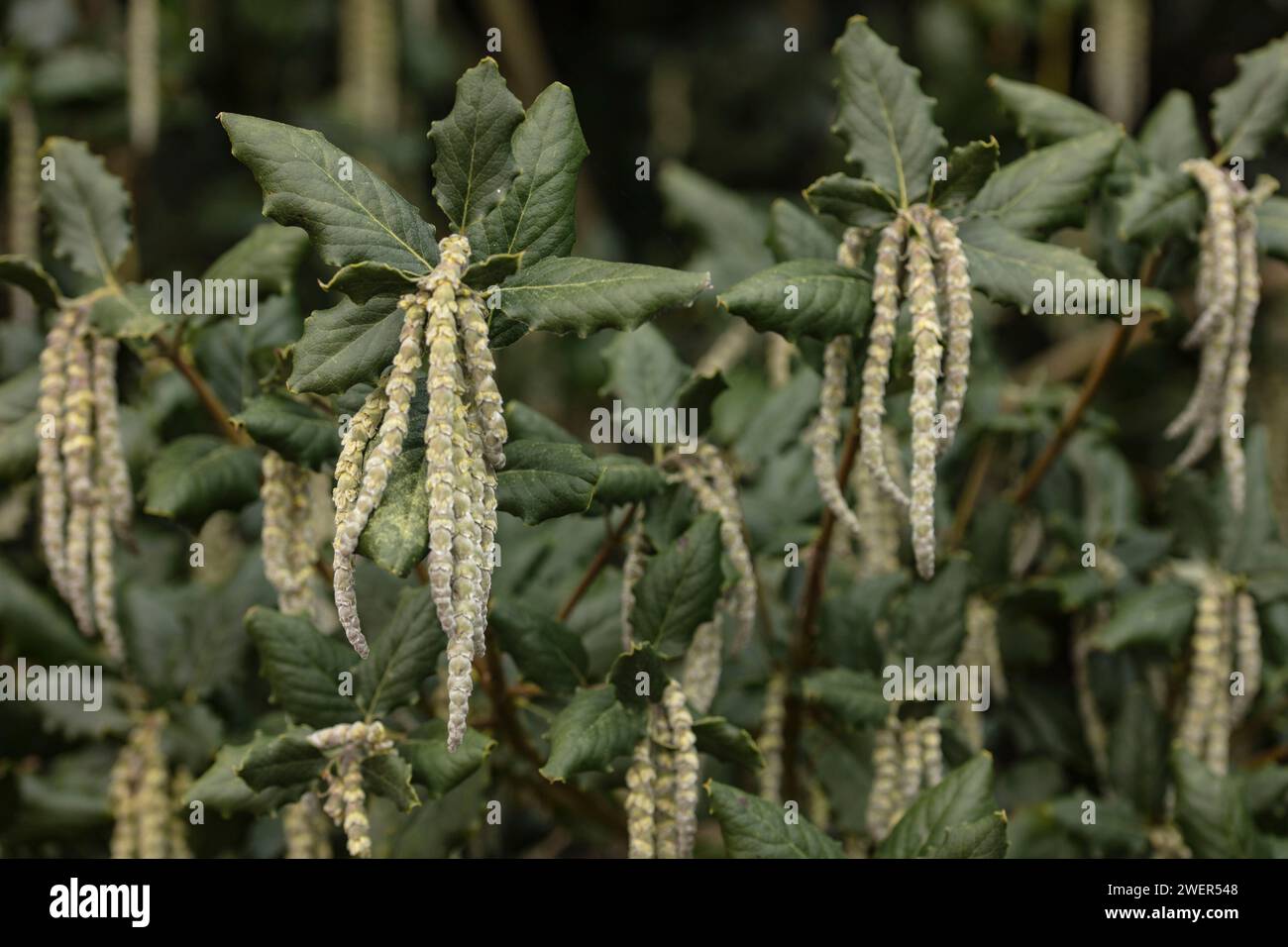 Dangling Garrya elliptica 'James Roof’, silk tassel 'James Roof ...