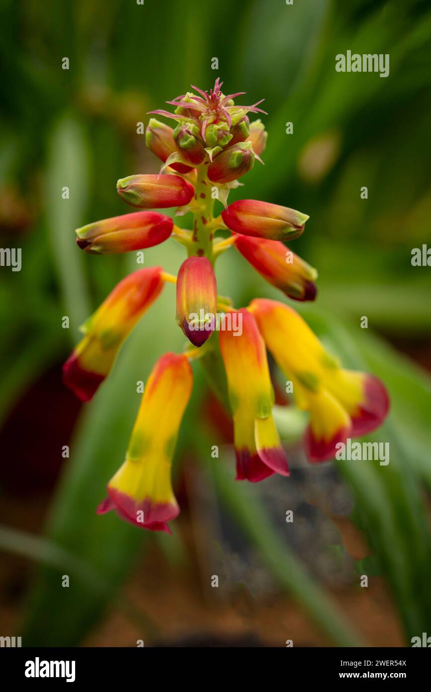 Striking Lachenalia Aloides var Quadricolor. Natural close up flowering plant portrait with ...