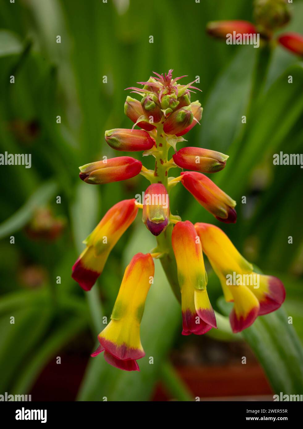 Striking Lachenalia Aloides var Quadricolor. Natural close up flowering plant portrait with ...