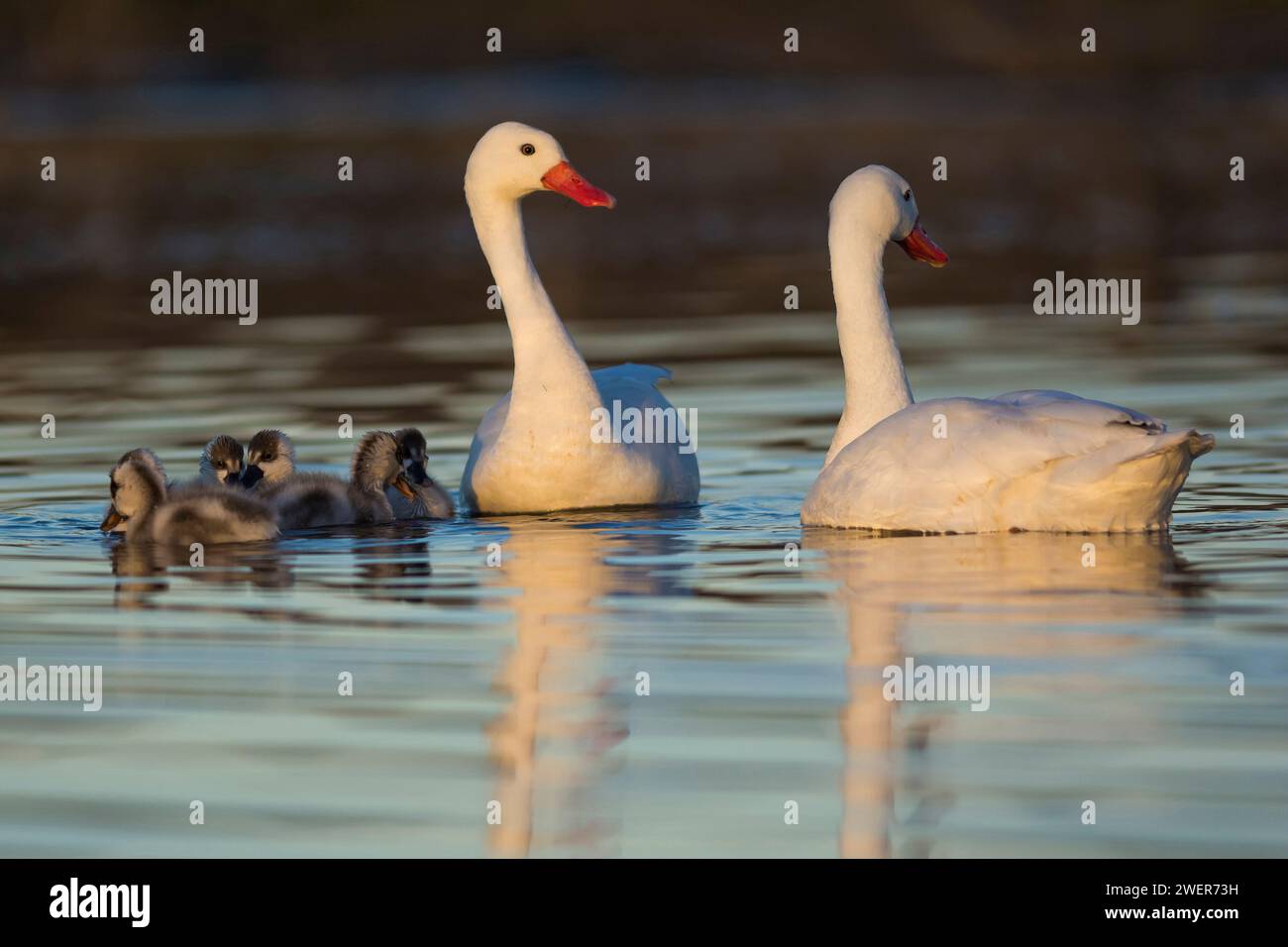 Coscoroba swan with cygnets swimming in a lagoon , La Pampa Province ...