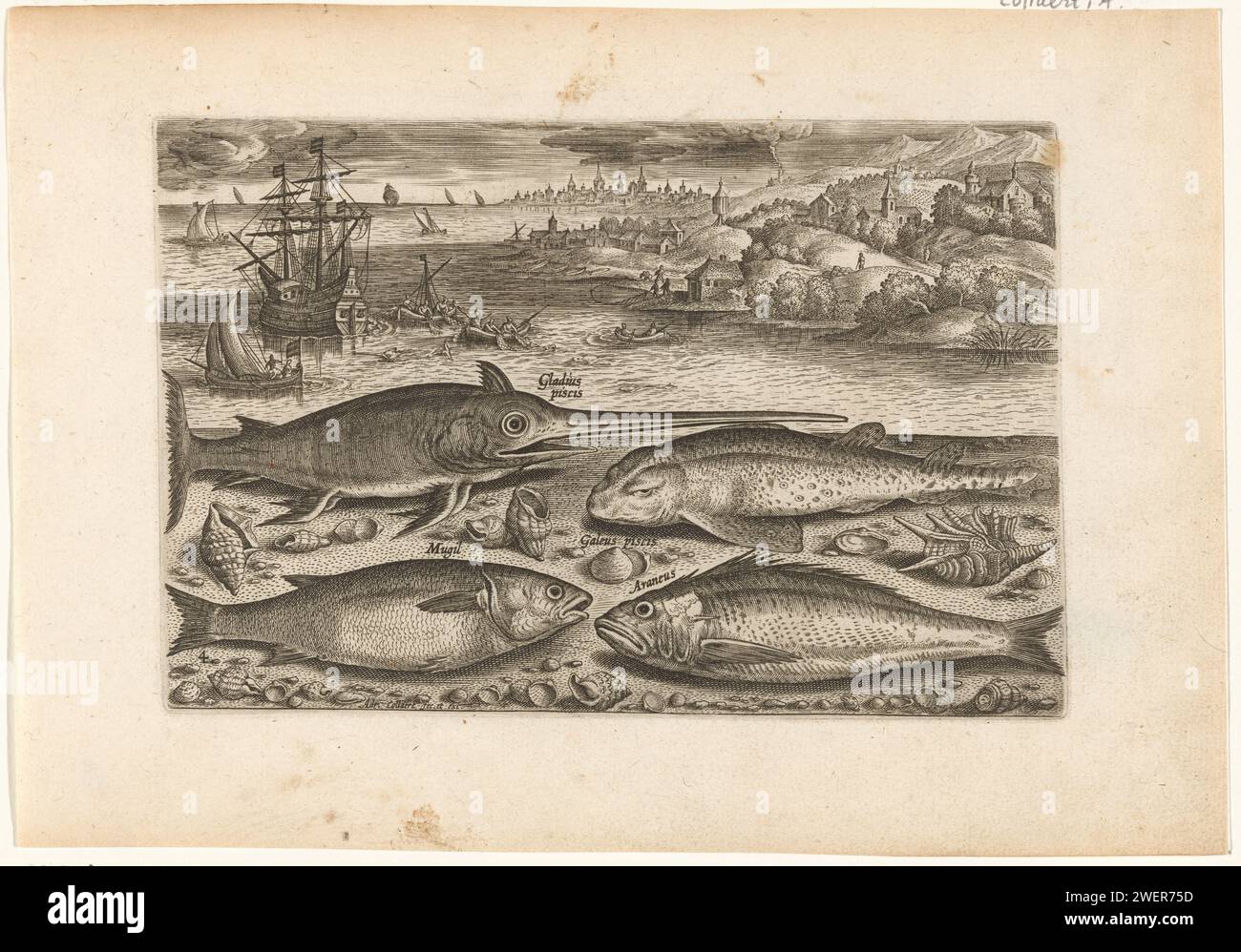 Four fish on the beach, after 1598 - 1618 print A swordfish, a harder ...