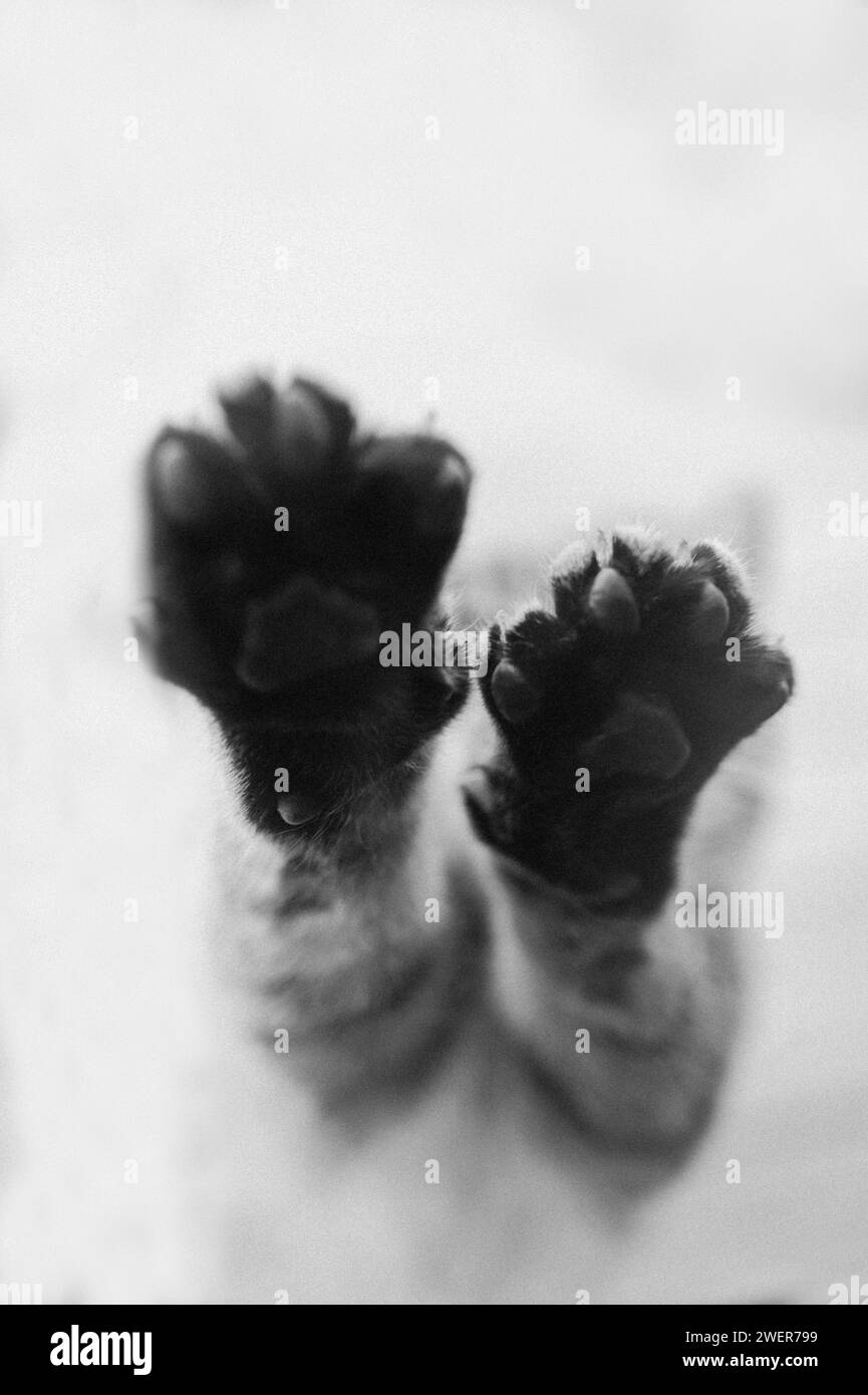 Wet cats hi-res stock photography and images - Alamy