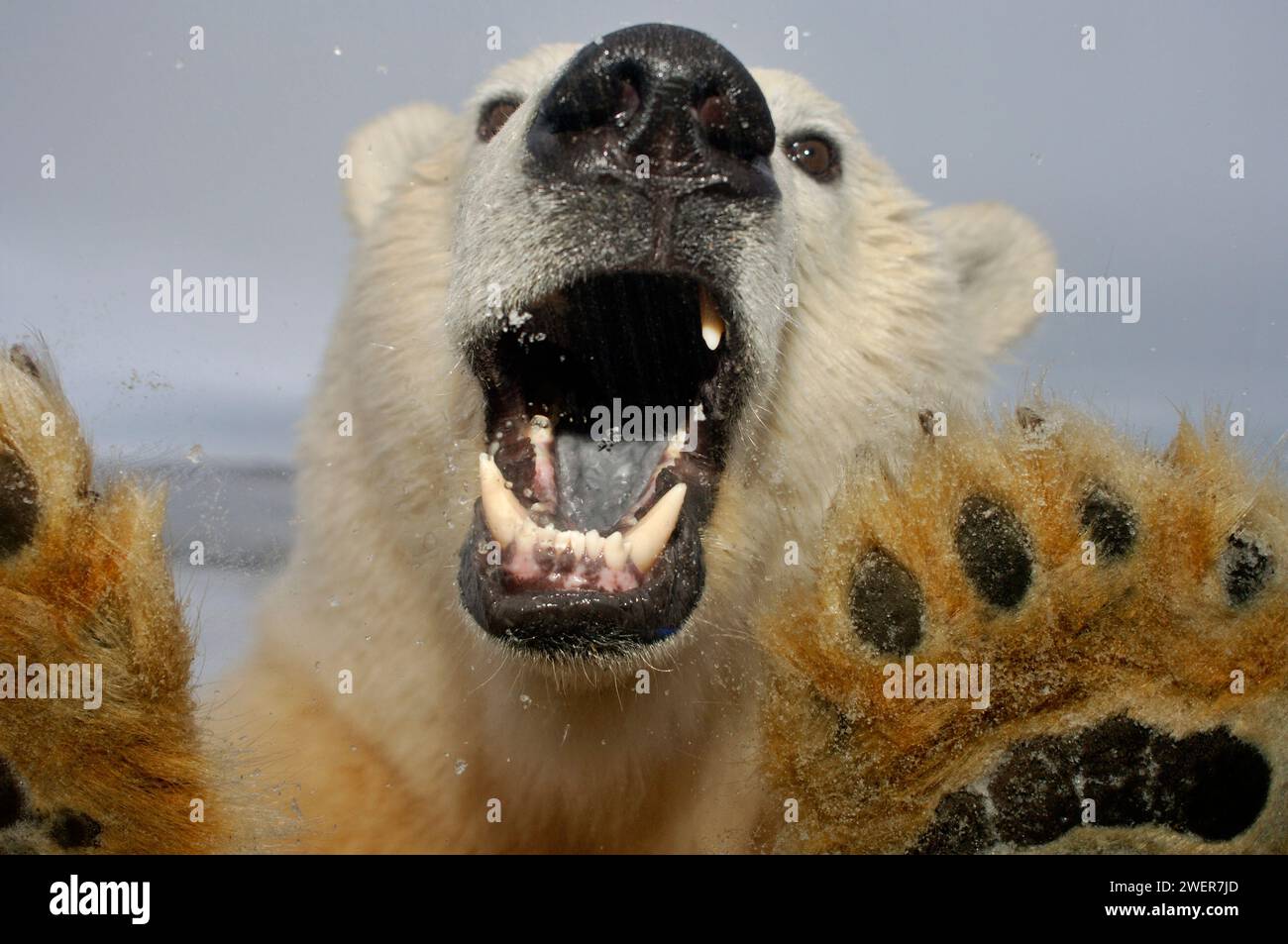 polar bear, Ursus maritimus, curious bear at a truck window, 1002 area ...