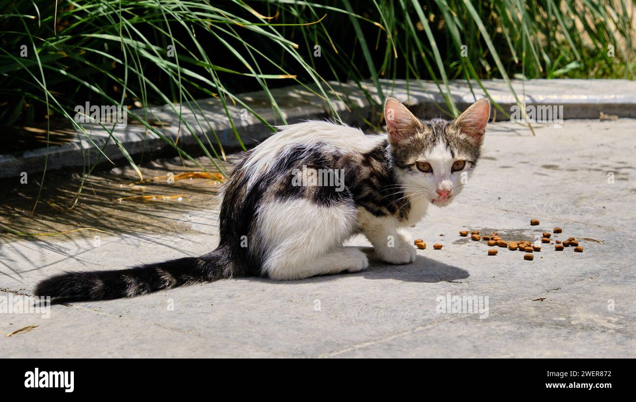 a single kitten, small cat in Tehran street Stock Photo - Alamy
