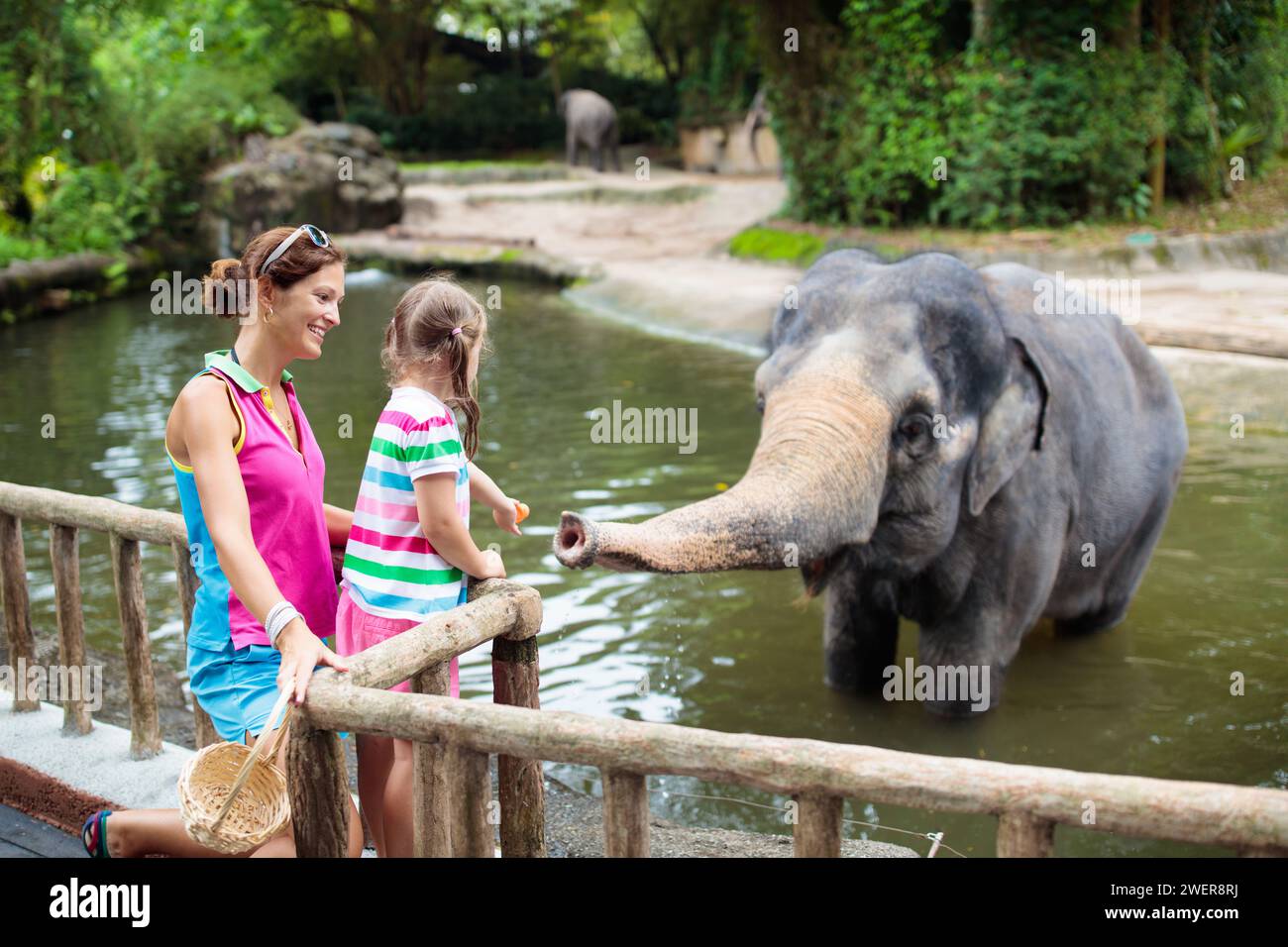 Family feeding elephant in zoo. Mother and child feed Asian elephants ...