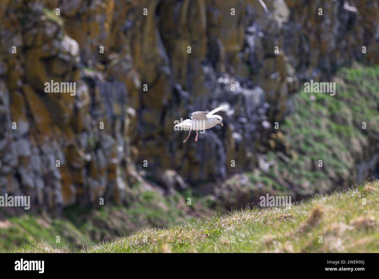 A seagull on final approach to the bird cliff Latrabjarg, Iceland Stock ...