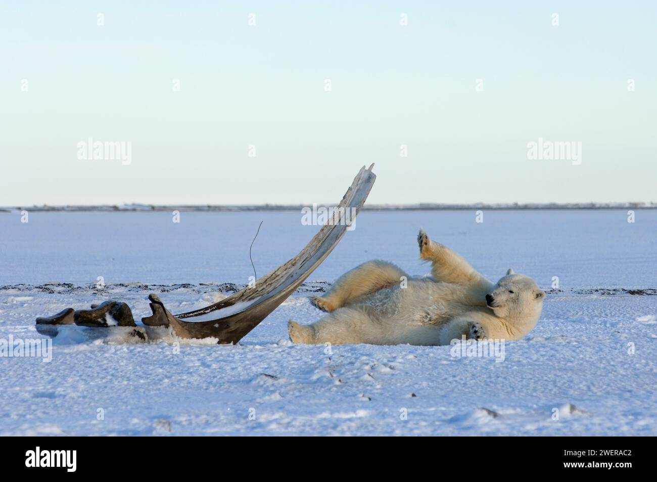 polar bear, Ursus maritimus, rolling around next to a bowhead whale ...