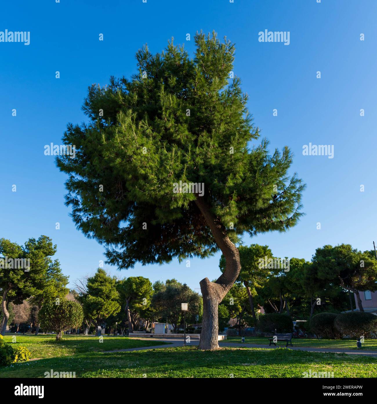 Pianta piante natura natura naturale hi-res stock photography and ...