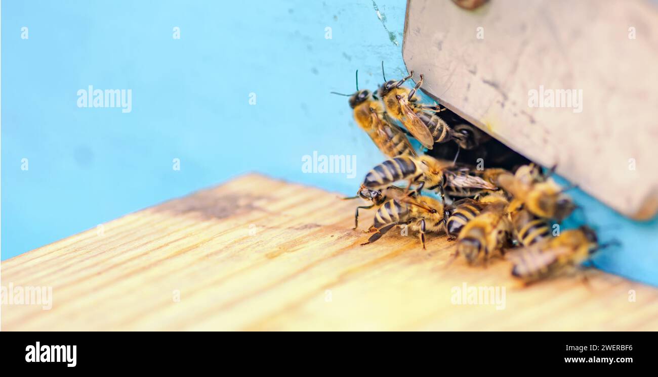 Bees at old hive entrance. Bees returning from honey collection to ...