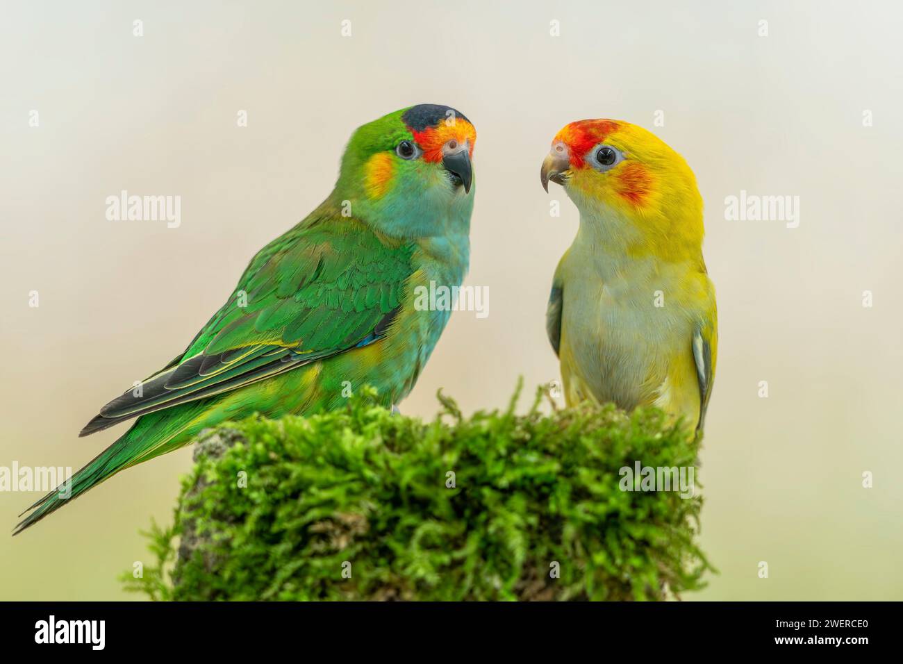 Dilute mutation hi-res stock photography and images - Alamy