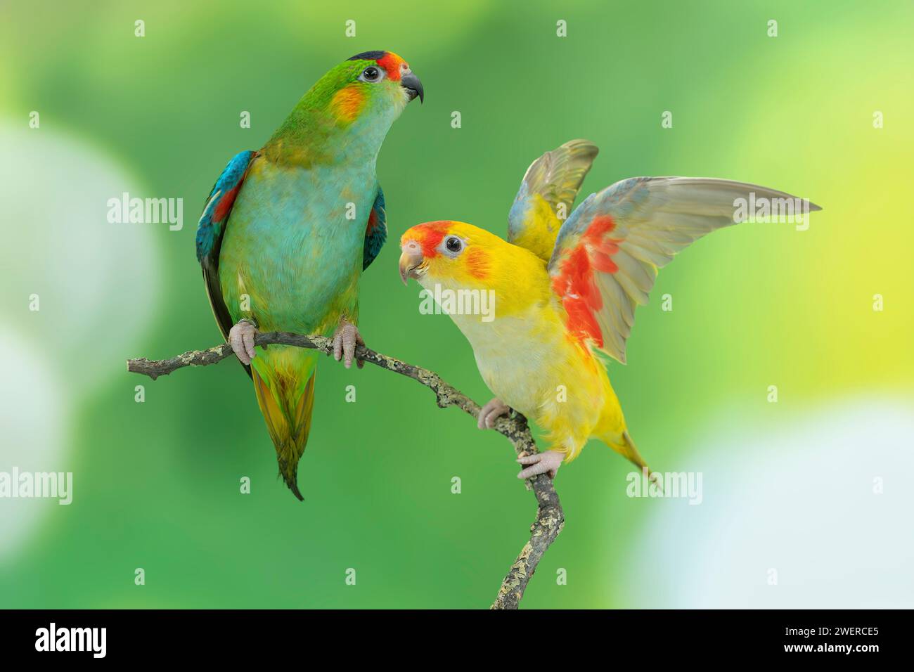 Dilute mutation hi-res stock photography and images - Alamy