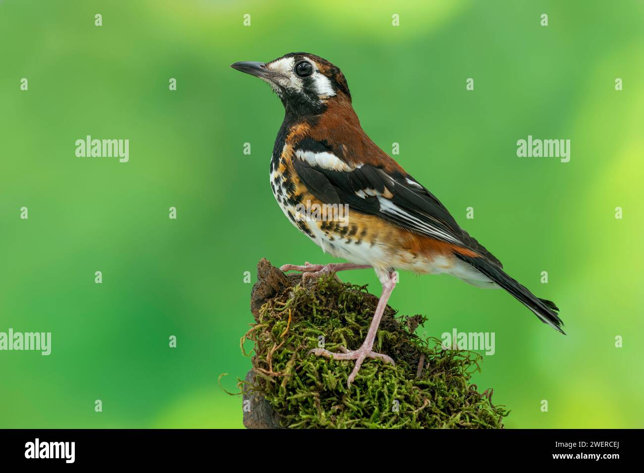 chestnut-backed thrush , Geokichla dohertyi Stock Photo - Alamy