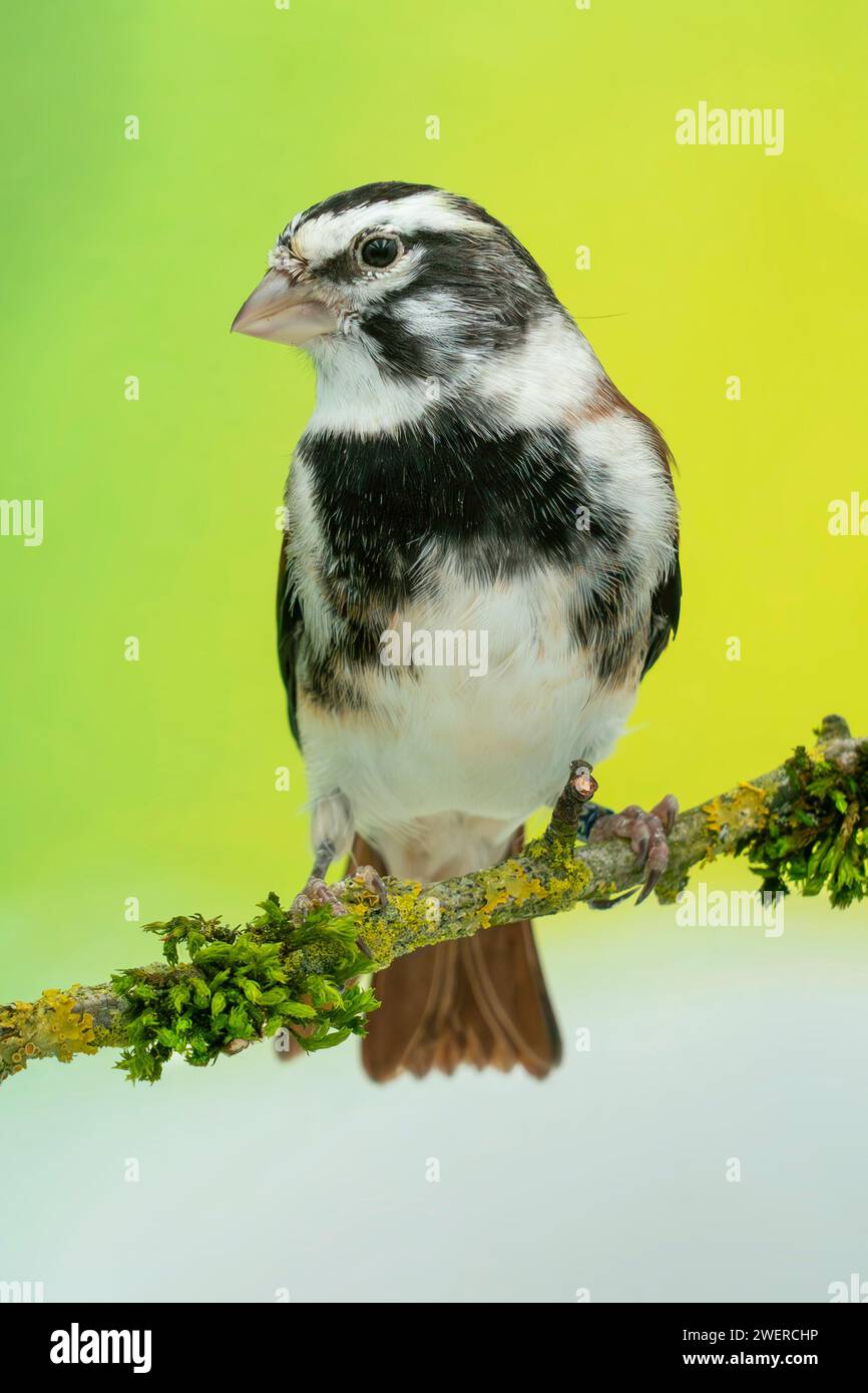 Damara canary, Serinus alario leucolaema Stock Photo - Alamy