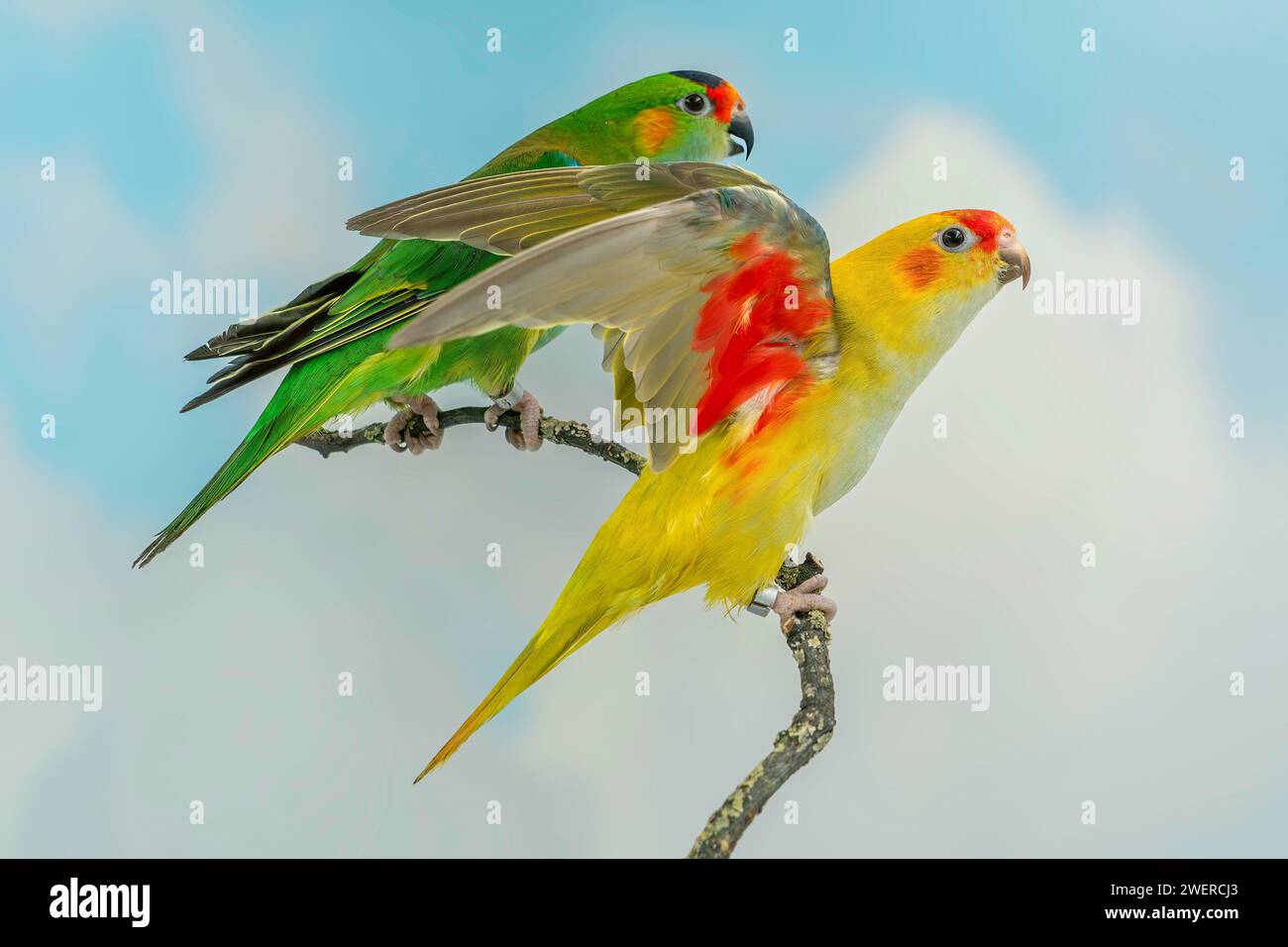 Dilute mutation hi-res stock photography and images - Alamy