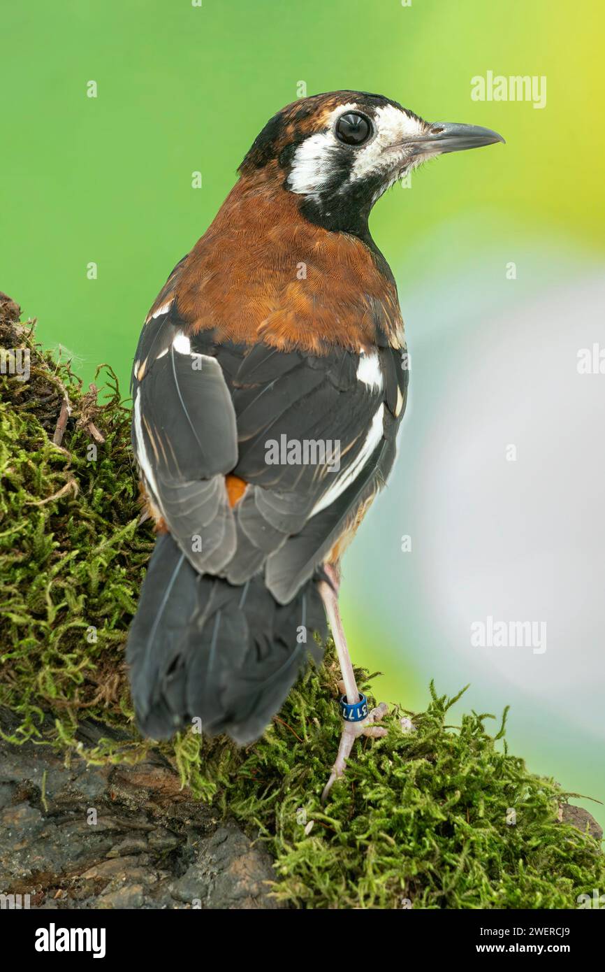 chestnut-backed thrush , Geokichla dohertyi Stock Photo - Alamy