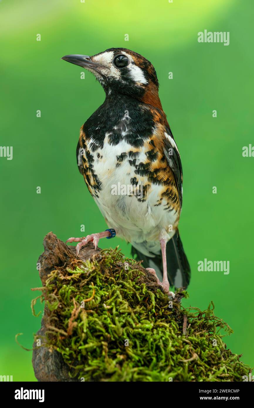 chestnut-backed thrush , Geokichla dohertyi Stock Photo - Alamy