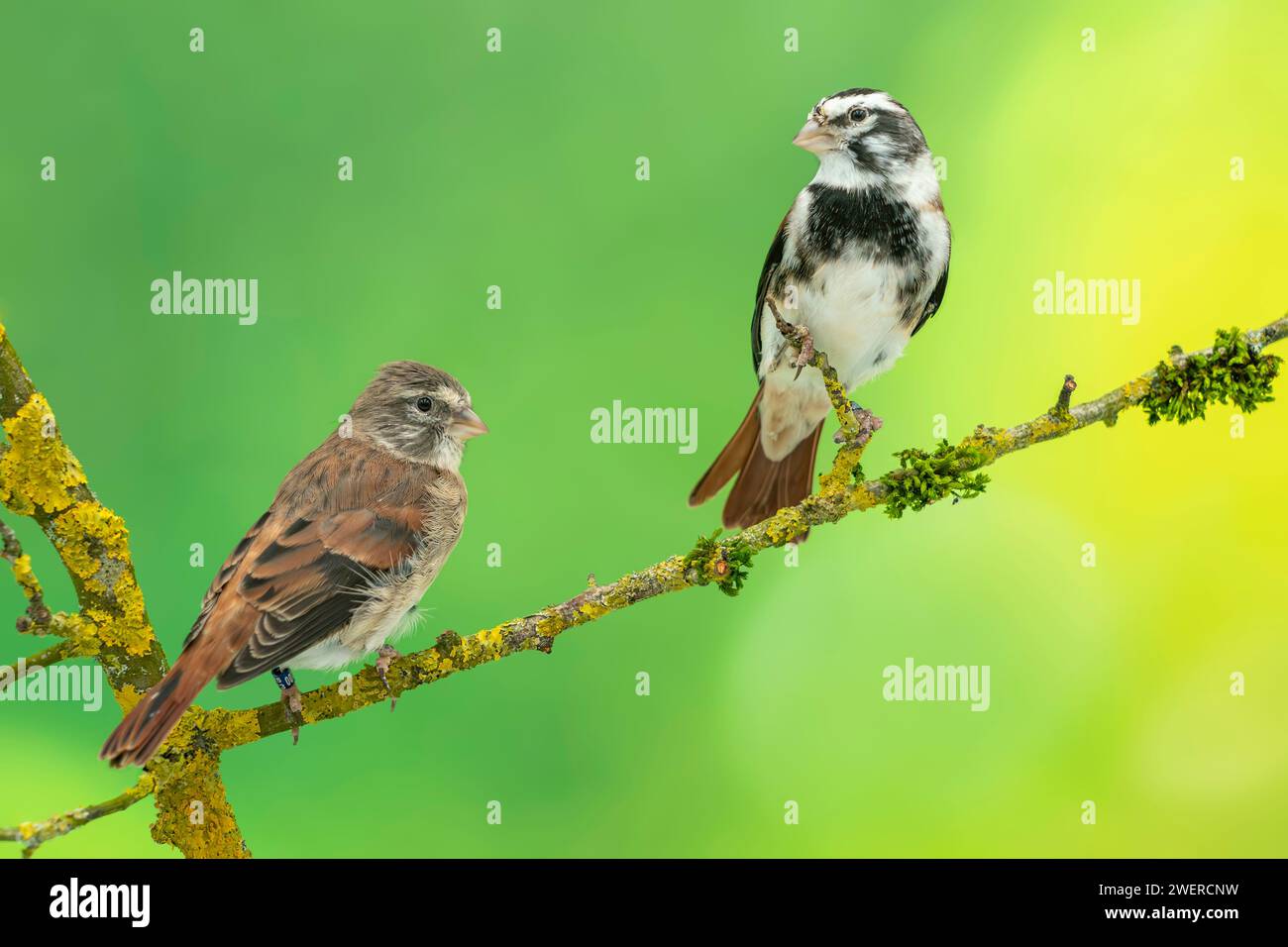Damara canary, Serinus alario leucolaema Stock Photo - Alamy