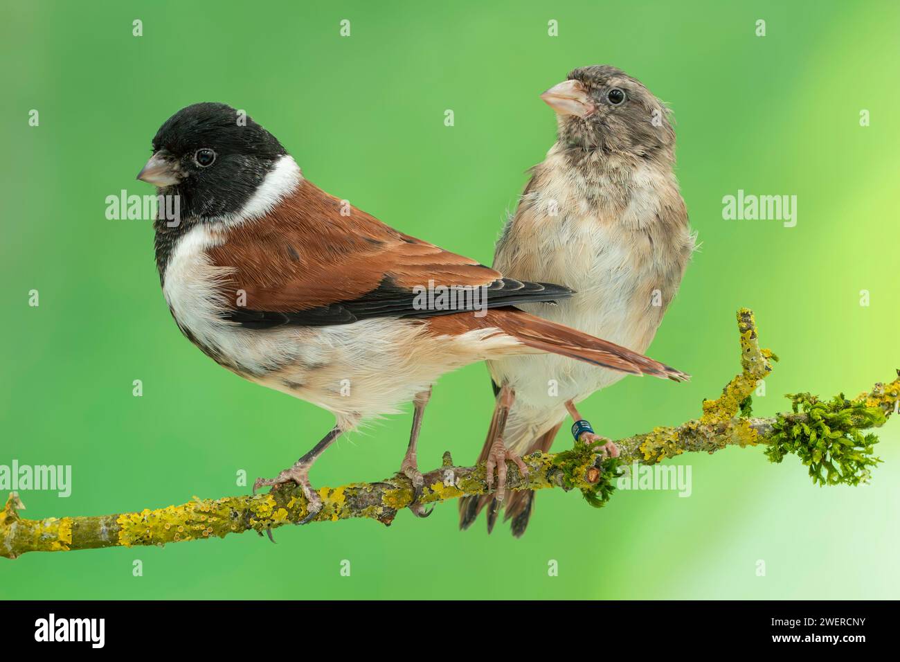 black-headed canary, Serinus alario alario Stock Photo - Alamy