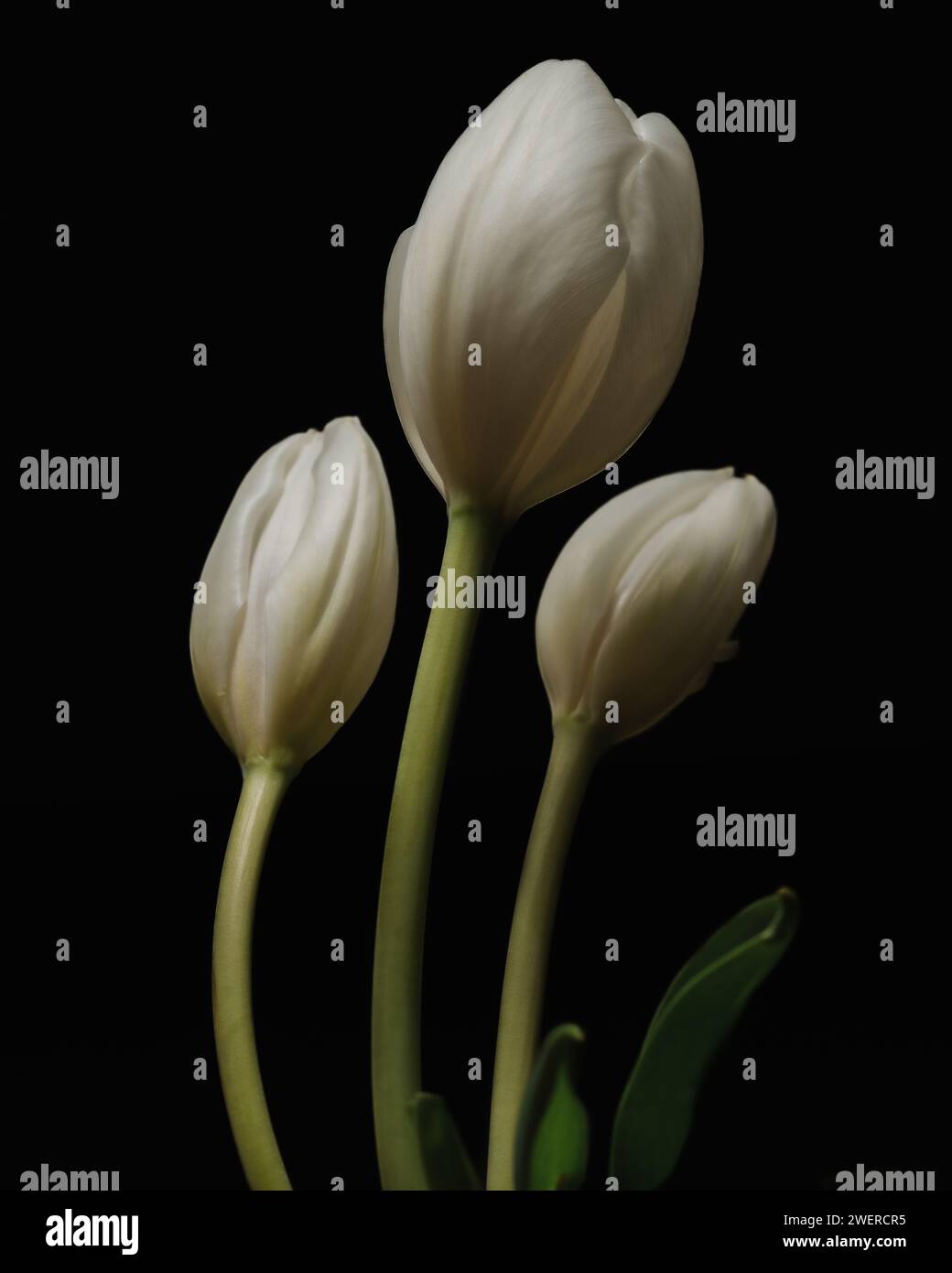 Some white tulips blooming, one fully open, against a black backdrop ...