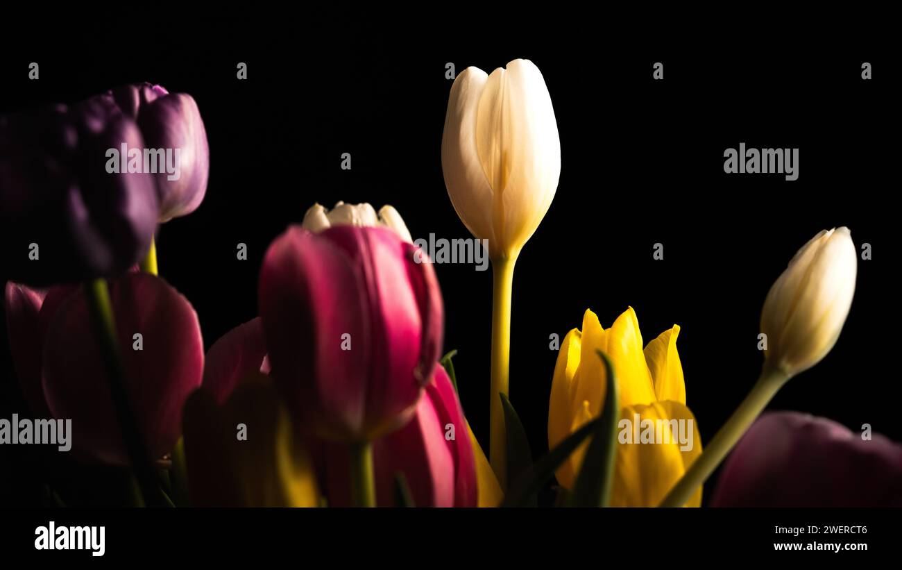 A collection of tulips showcasing a blend of colors, including white ...