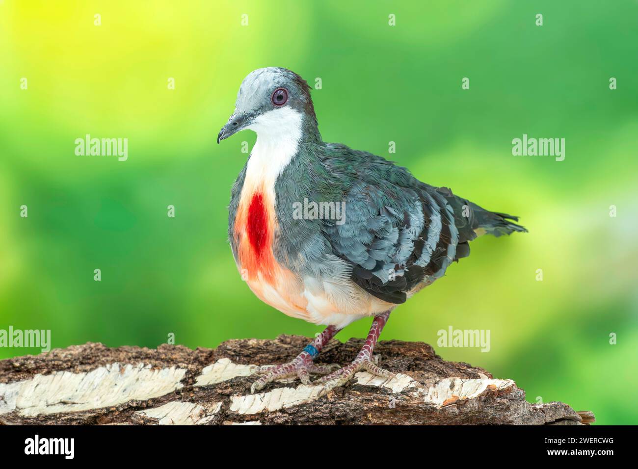 bleeding-heart dove, Gallicolumba luzonica Stock Photo - Alamy