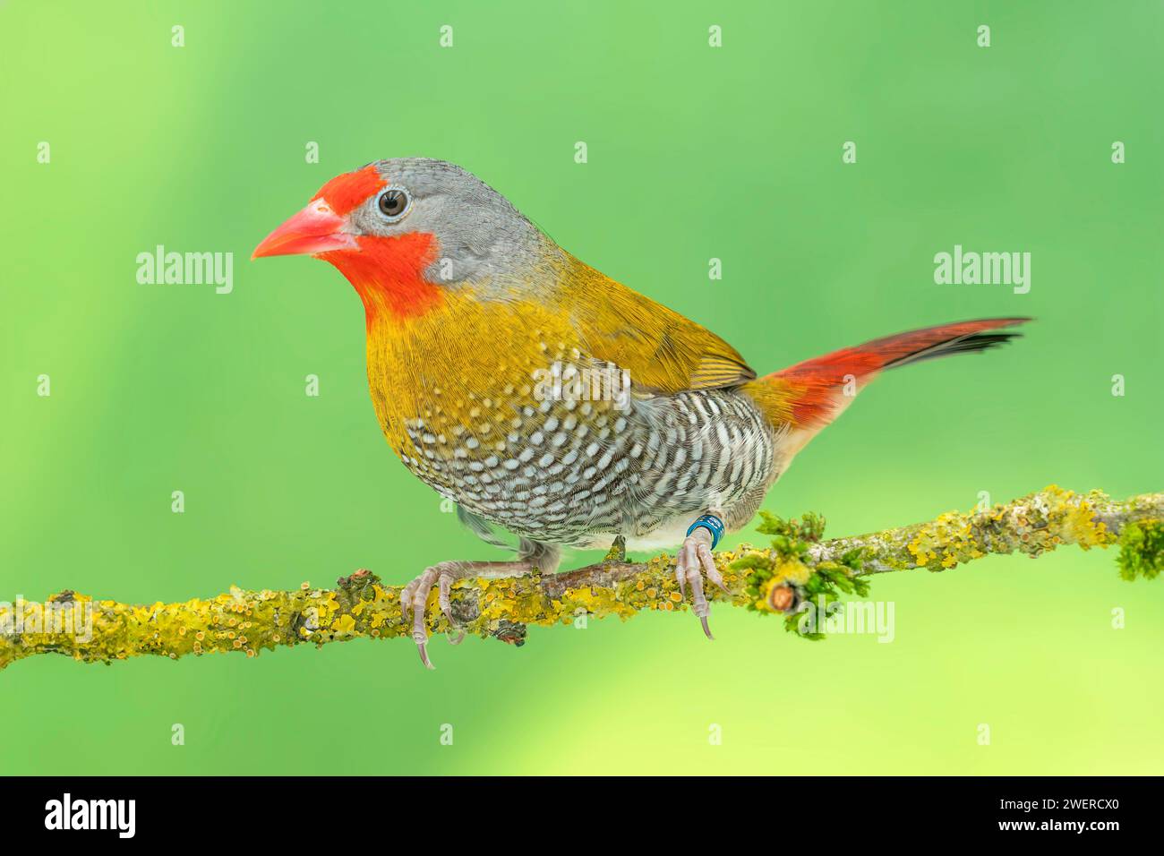 Melba finch hi-res stock photography and images - Alamy