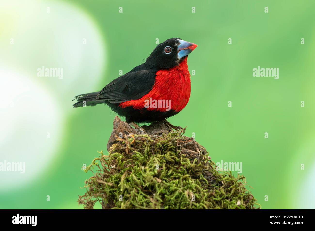 western bluebill , Spermophaga haematina Stock Photo - Alamy