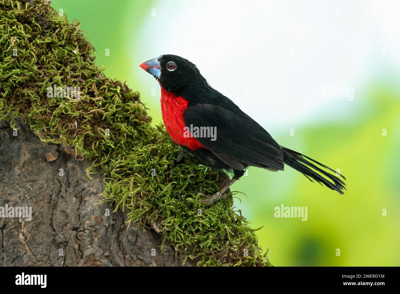 western bluebill , Spermophaga haematina Stock Photo - Alamy
