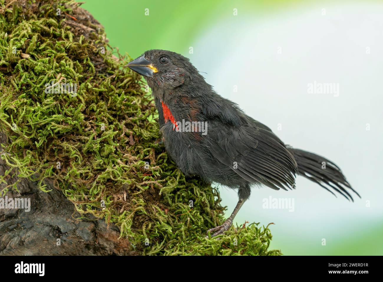 western bluebill , Spermophaga haematina Stock Photo - Alamy